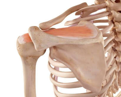 Lussazione alla spalla | Fisioterapia Fornasaro